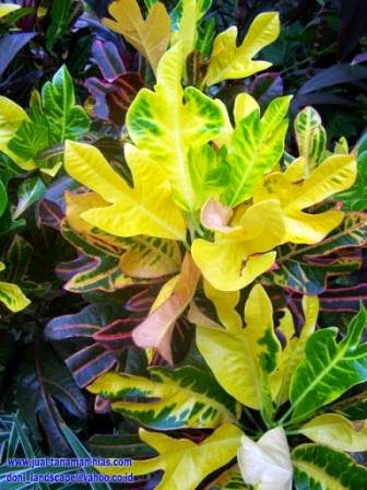 Tren Gaya 26+ Pohon Puring