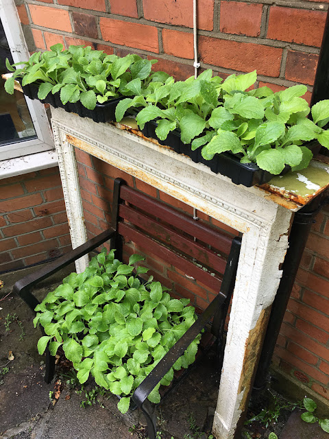 Shadows & Light: Foxglove Distribution Campaign