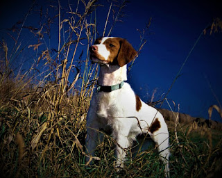 Breton Espanol Dog breed information, description, personality, price ...