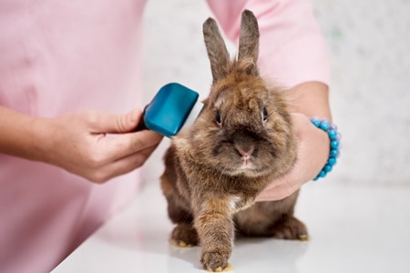 RABBITLOVERSCOMN: 2020