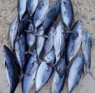 Tuna Fish in Malayalam with Images – Choora Fish (ചൂര)