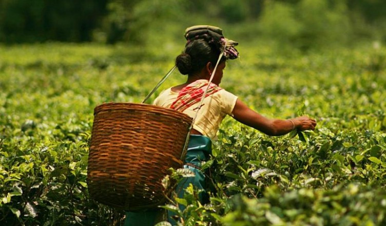 Traditional Livelihood and Occupations ~ Professional Shiksha