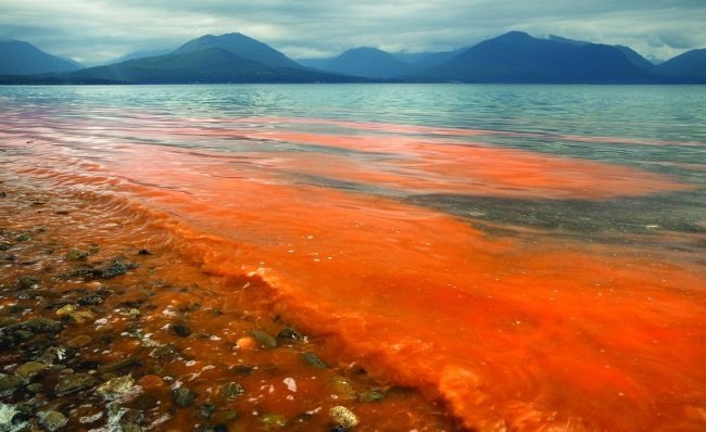 Algae: The Life Savior of Planet Earth