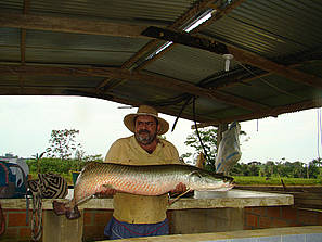 ACUACOLOMBIA: Pirarucu, plato gourmet