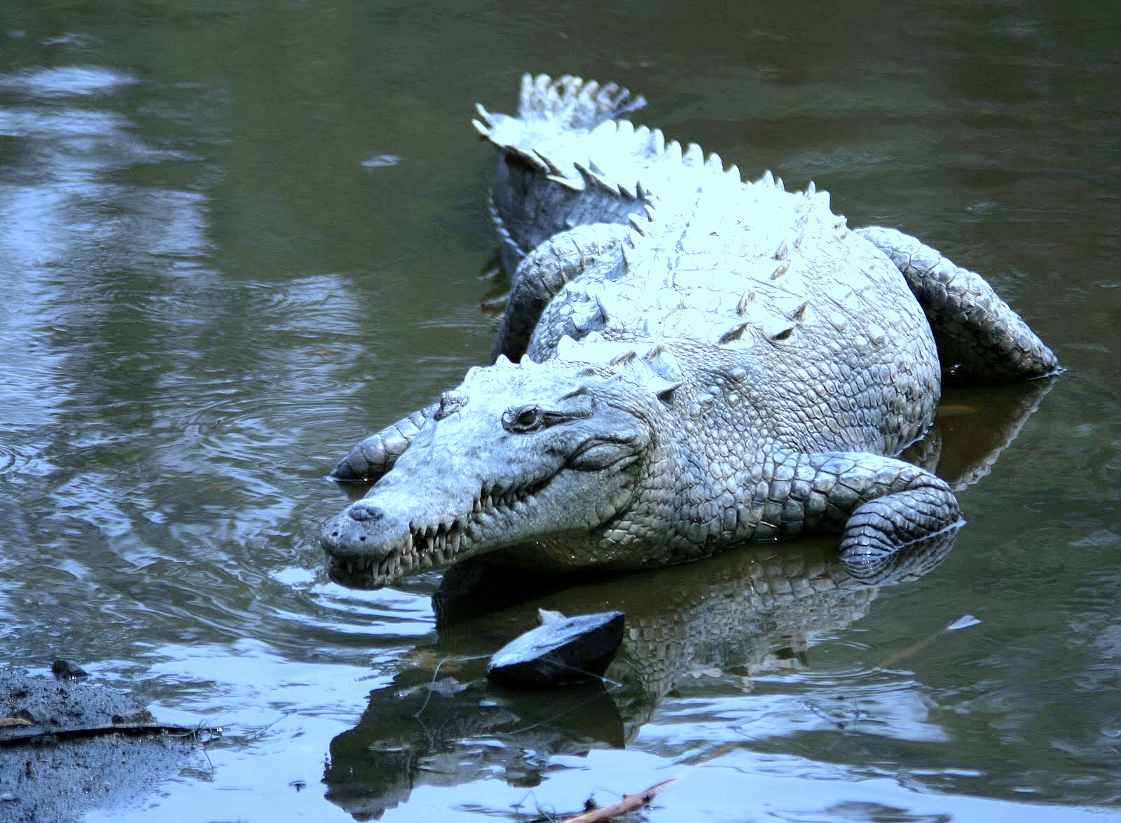 Animales y Plantas de Perú: Cocodrilo de Tumbes - Crocodylus acutus