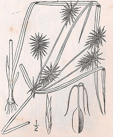 FLORA ILUSTRADA BRITTON DEL NORTE DE U.S.A.-CANADA: CYPERACEAE CYPERUS ...