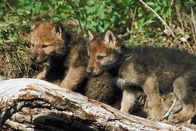 Wolves As Pets: Training Your Wolf Hybrid Puppy