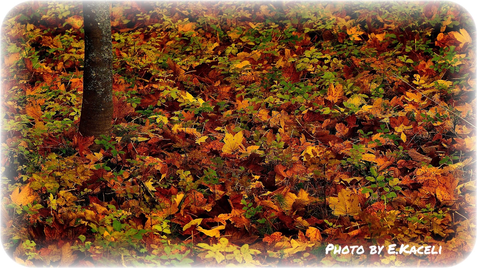 #zekthi - Një shpirt i lirë!: novembre 2016