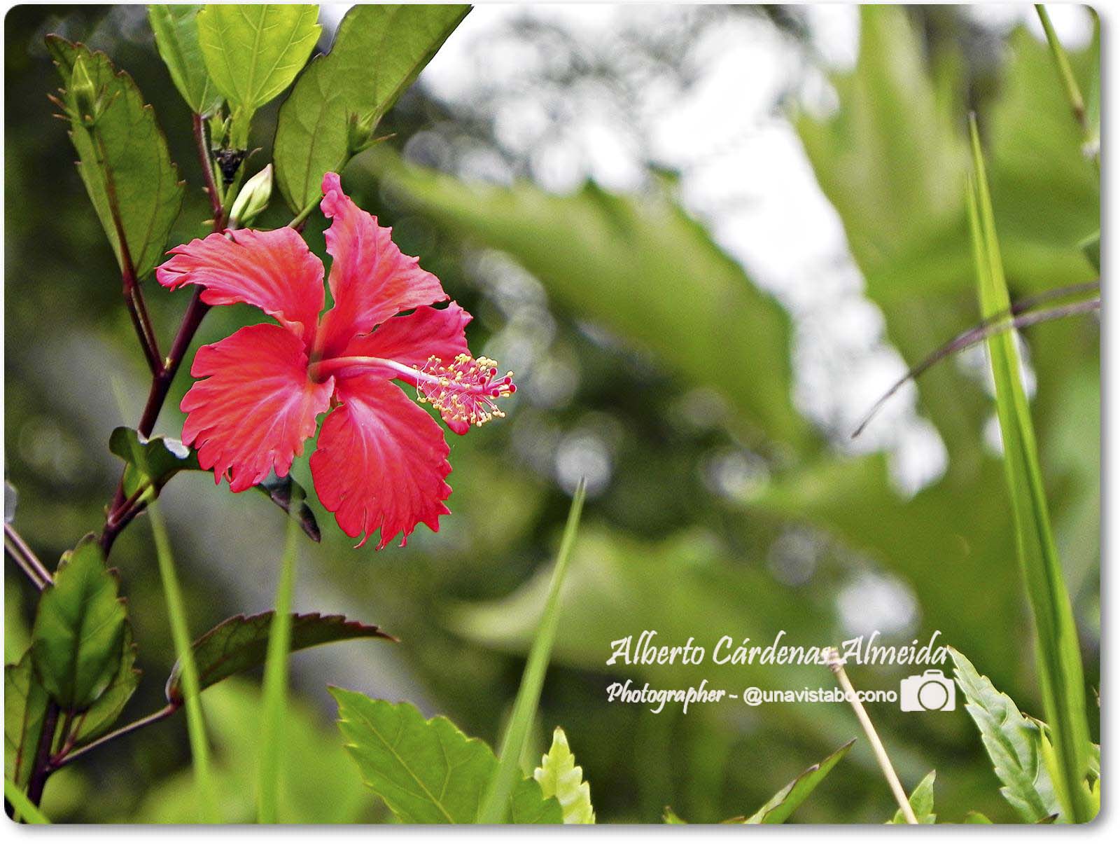 Una Vista a Boconó: Cayena Roja