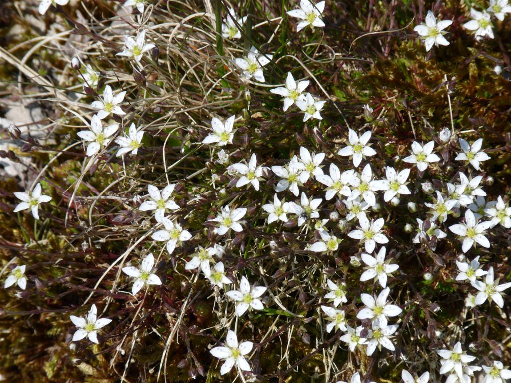 The Flora of Hutton Roof : Minuartia verna (Spring Sandwort)