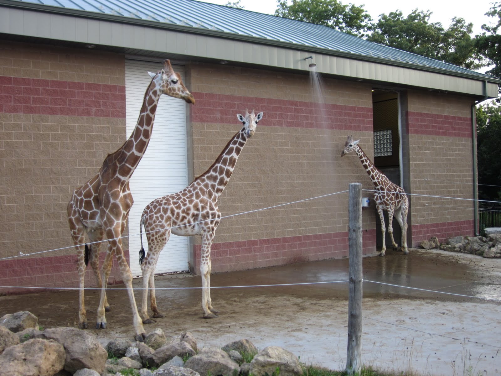 Sud Savant: Pints for Pachyderms