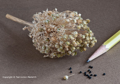 Garlic Analecta: Growing Garlic From True Seed