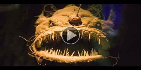 CONHEÇA O PEIXE DEMÔNIO, VEJA O QUE ELE É CAPAZ DE FAZER