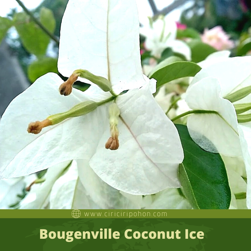 Bougenville Coconut Ice, Bunga Hias untuk Taman yang Mewah ...