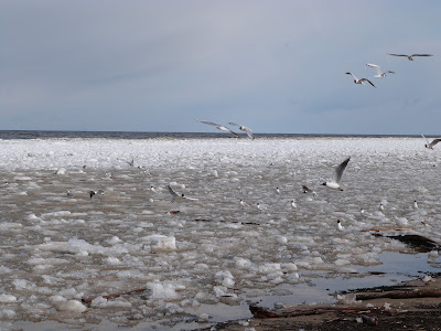 Vivre l'international: Les mouettes sur la mer Baltique gelée / Gulls ...