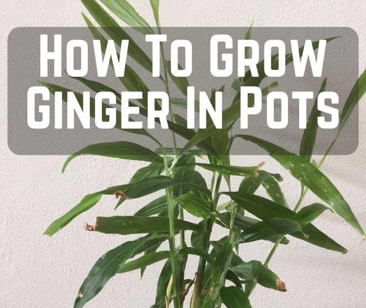 How To Grow Ginger In Pots