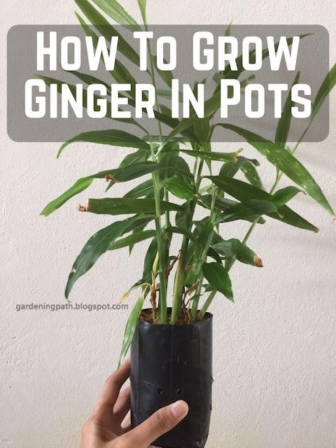 How To Grow Ginger In Pots
