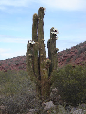 Biblioteca "Mariano Moreno": Leyenda del Cardón