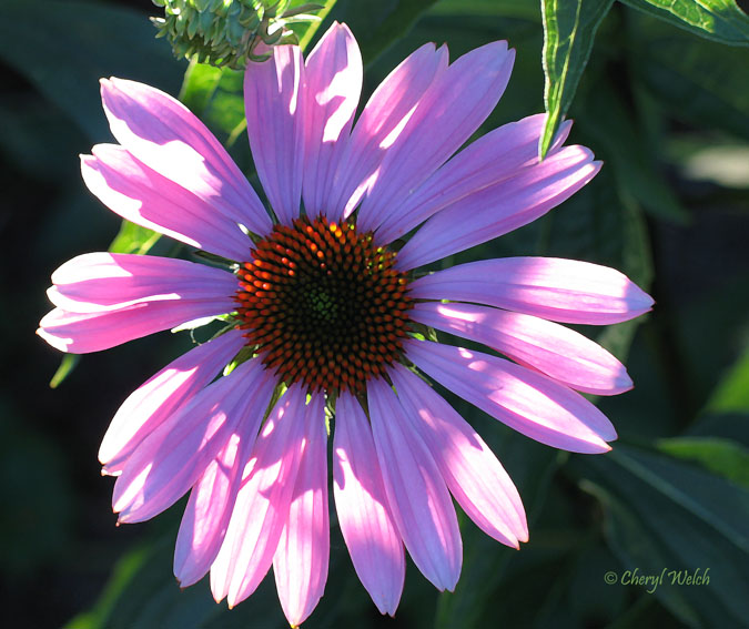 My Petal Press Garden Blog: Echinacea, Cone flowers