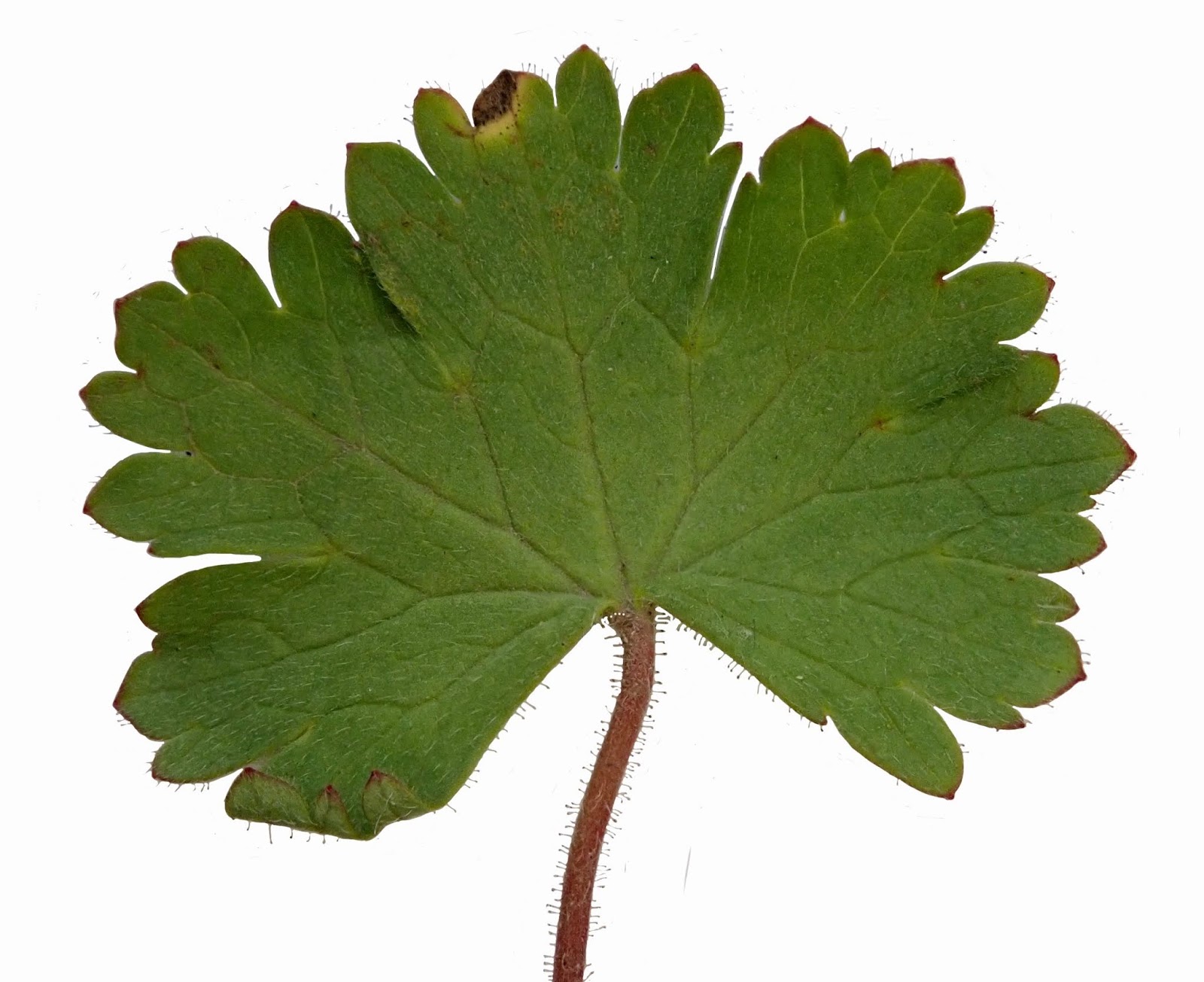 Violets and others: Cranesbills with long tips to sepals