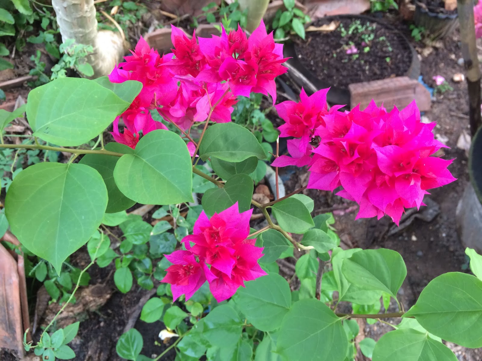 Inilah 9 Manfaat Dan Khasiat Bunga Kertas Lengkap Dengan Cara ...