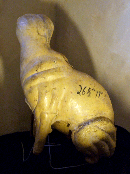 Pandora's Parlor: Vintage Taxidermy Bobcat Forms