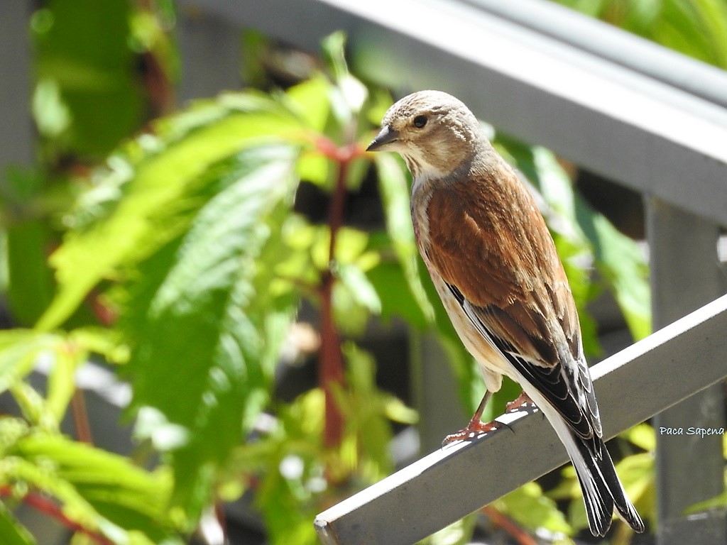 La Rioja de la A a la Z: PARDILLO COMÚN - Aves