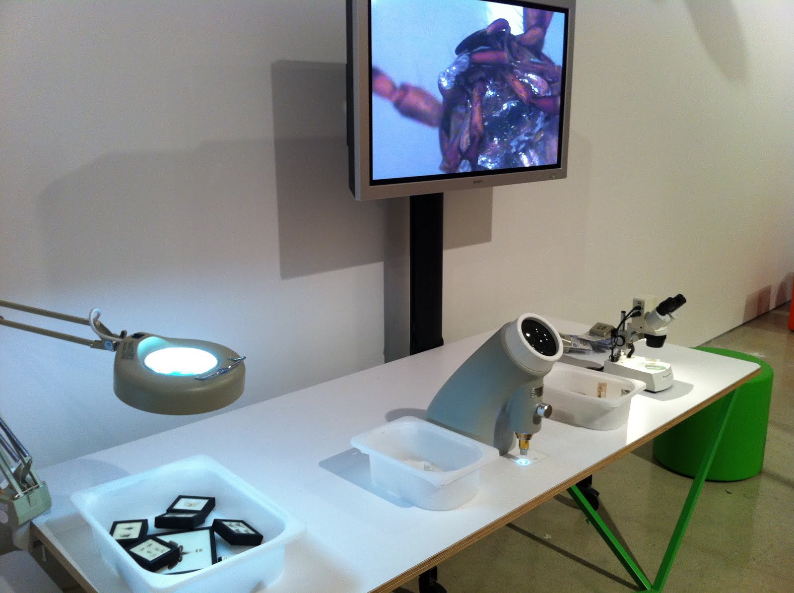 Nature Gardens @ NHM: L.A.'s Urban Nature: NHM's Nature Lab