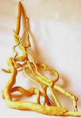 Simplisia Radix ~ Ega Ayu Prastika