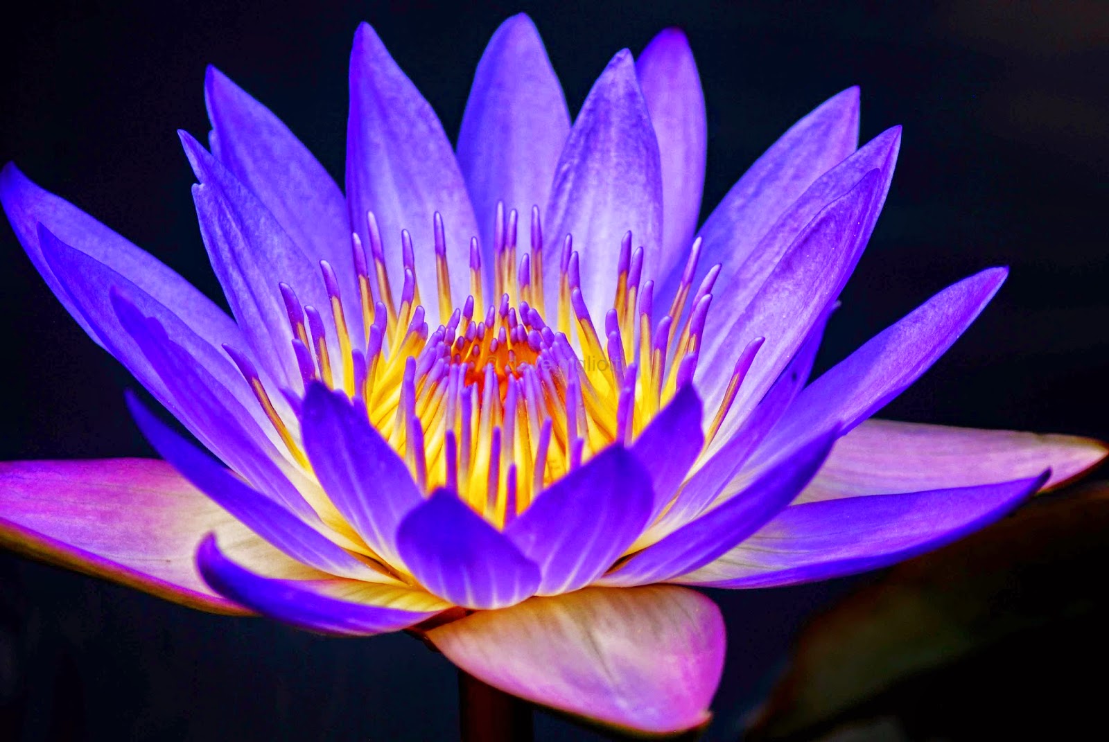 ΝΟΥΦΑΡΑ photos - wallpapers (ανανεωμένο) | the fun bank