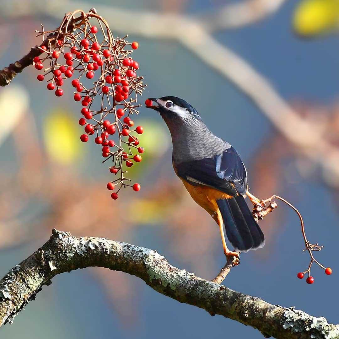 Some Favourite Things: Bird Photographer Chen Chengguang