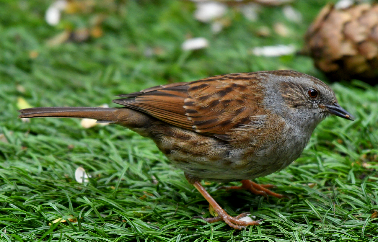 Jozef van der Heijden - Natuurfotografie: De Heggenmus, Koolmees en ...