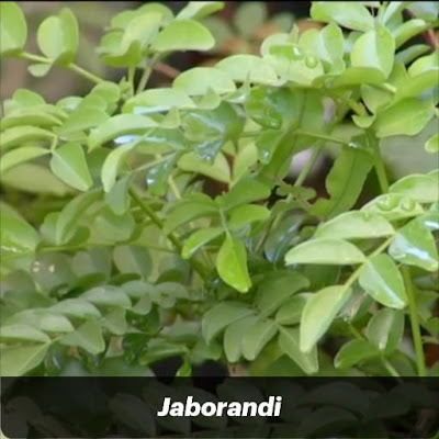 Jaborandi (homeopathie)