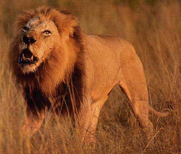 Mundo Animal : león (panthera leo)