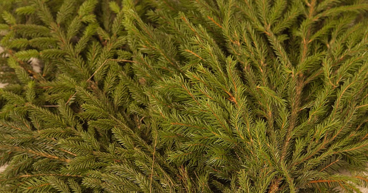 ROSE GARDEN Malevik: dekorera med granris ~ decorate with fir twigs