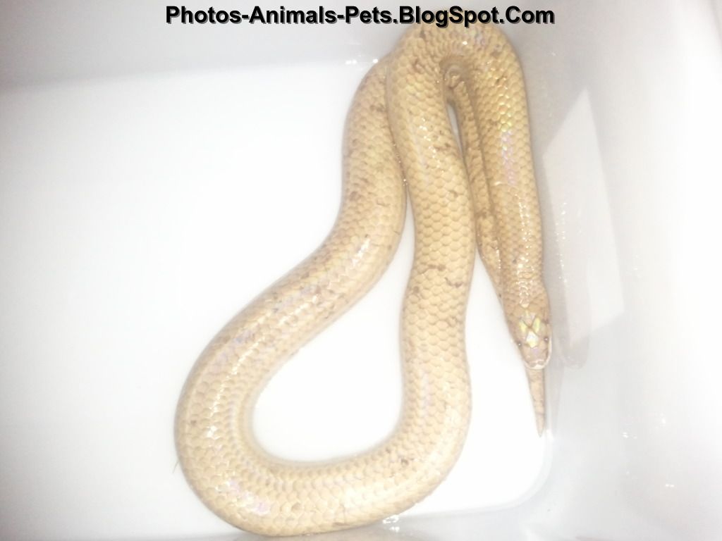 White snake | Photos-Animals-Pets.BlogSpot.com