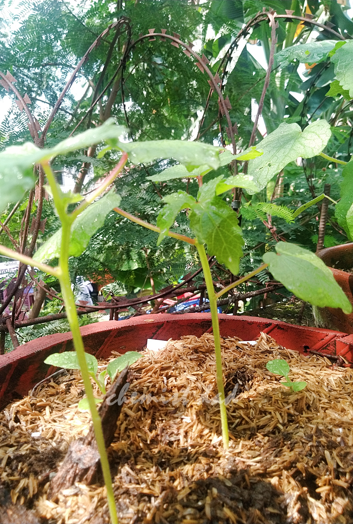 Urban Gardening: How To Grow Okra In Pots