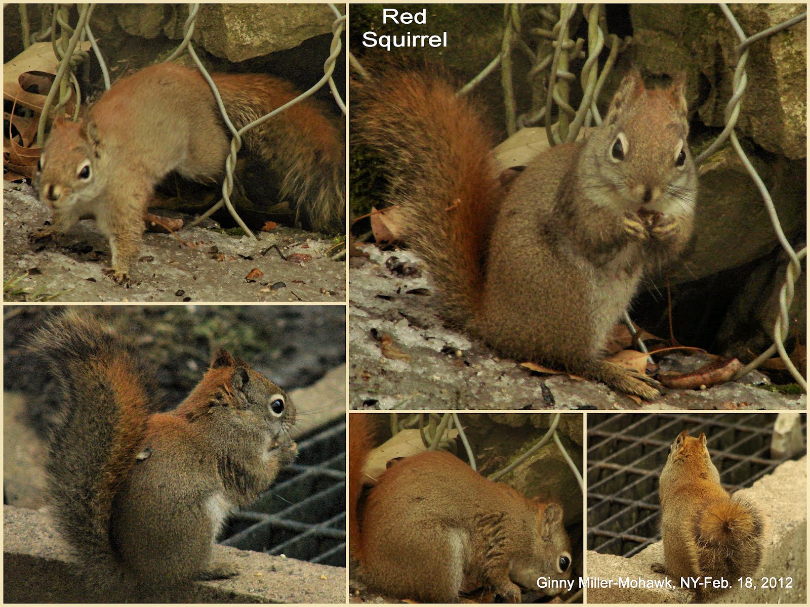 Photography By Ginny: February 22, 2012-Mostly The Red Squirrels