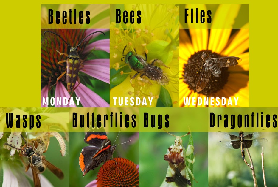 Restoring The Landscape With Native Plants: Insect Diversity ...