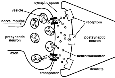 H2. Neurobiologische benadering van psychopathologie ~ Psychstudie