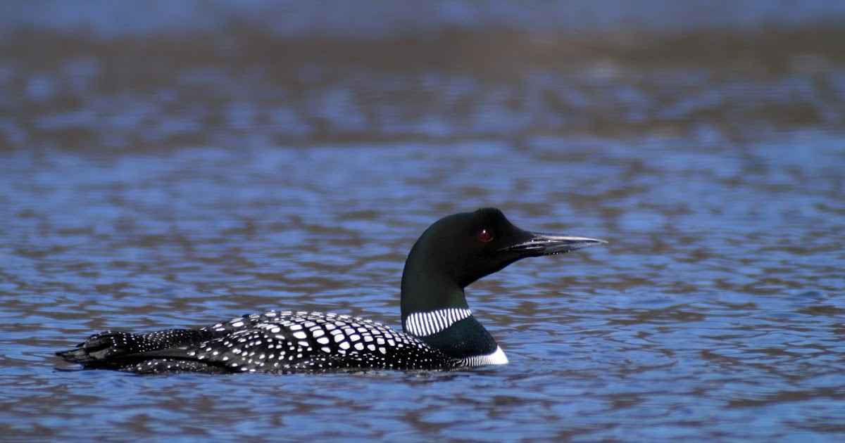 Máistir Nádúraí: The Moon and the Loons