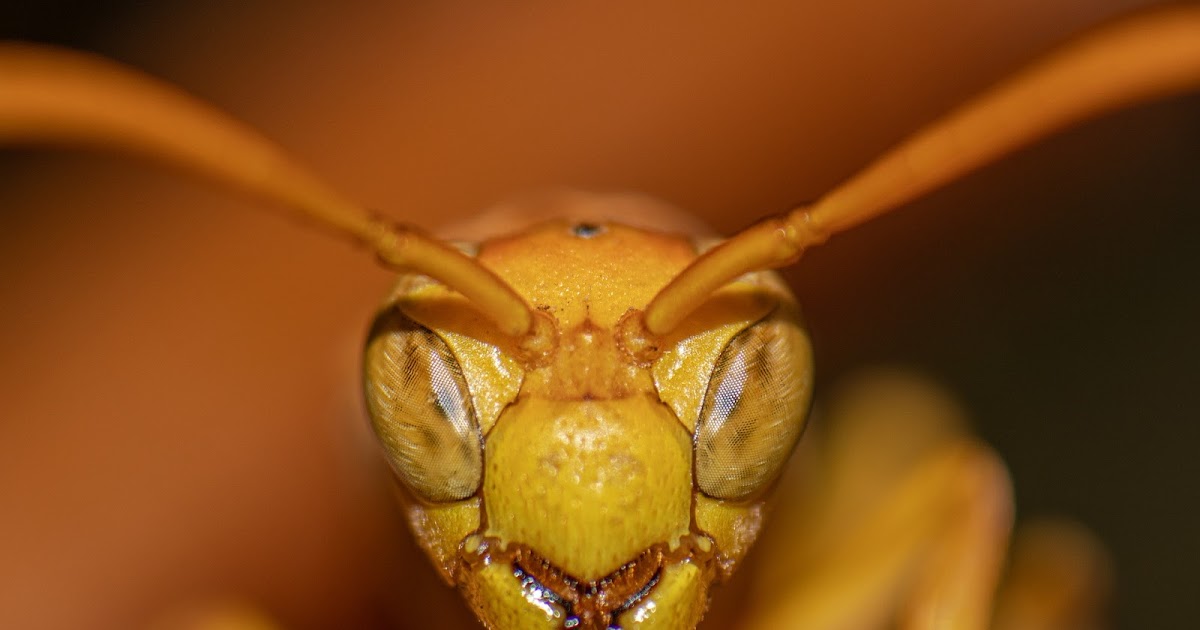 ततैया काटने का उपचार | tataiya katne par kya karen - vhoriginal.com