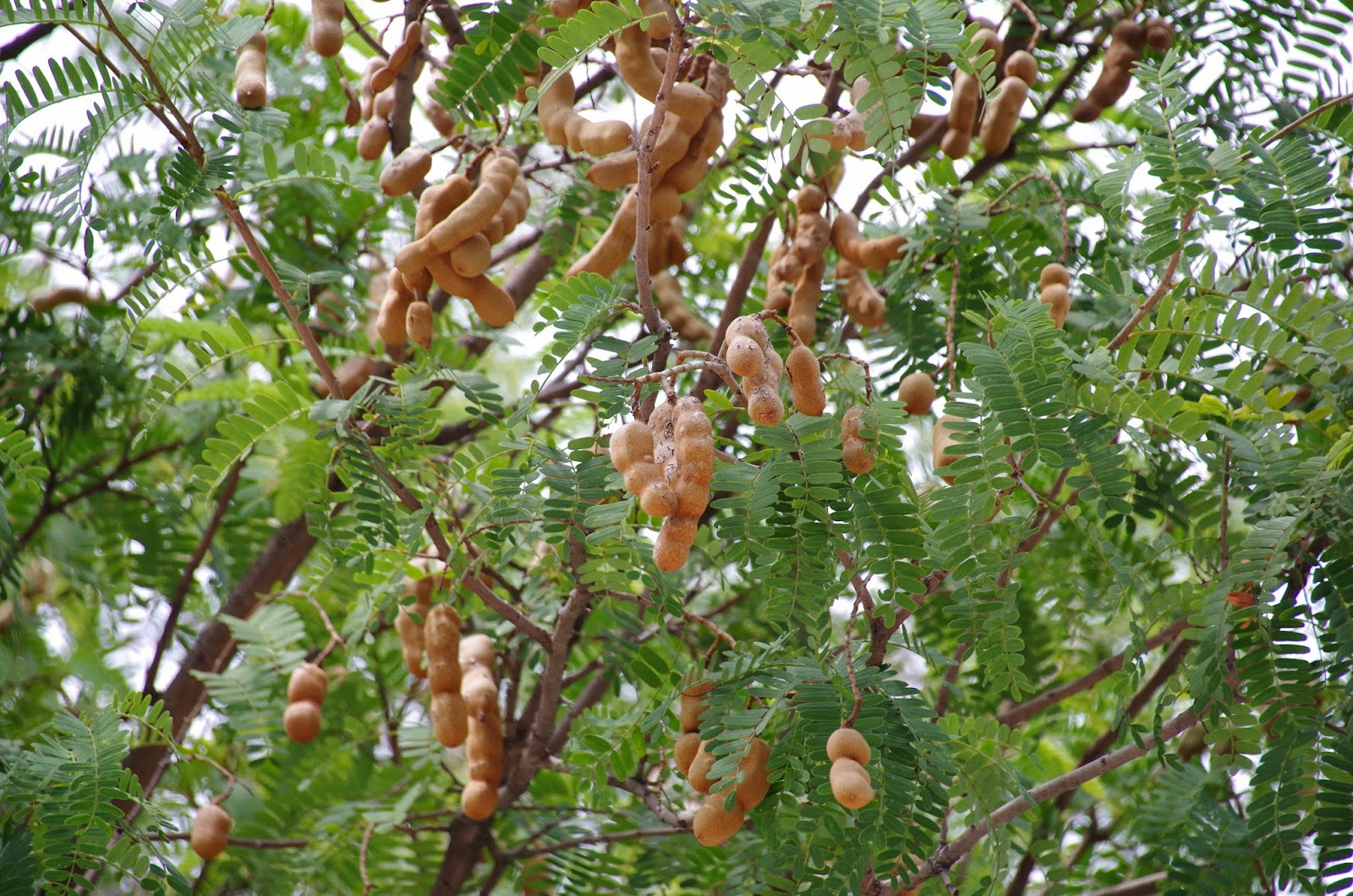 Trees and Plants: Tamarind Tree
