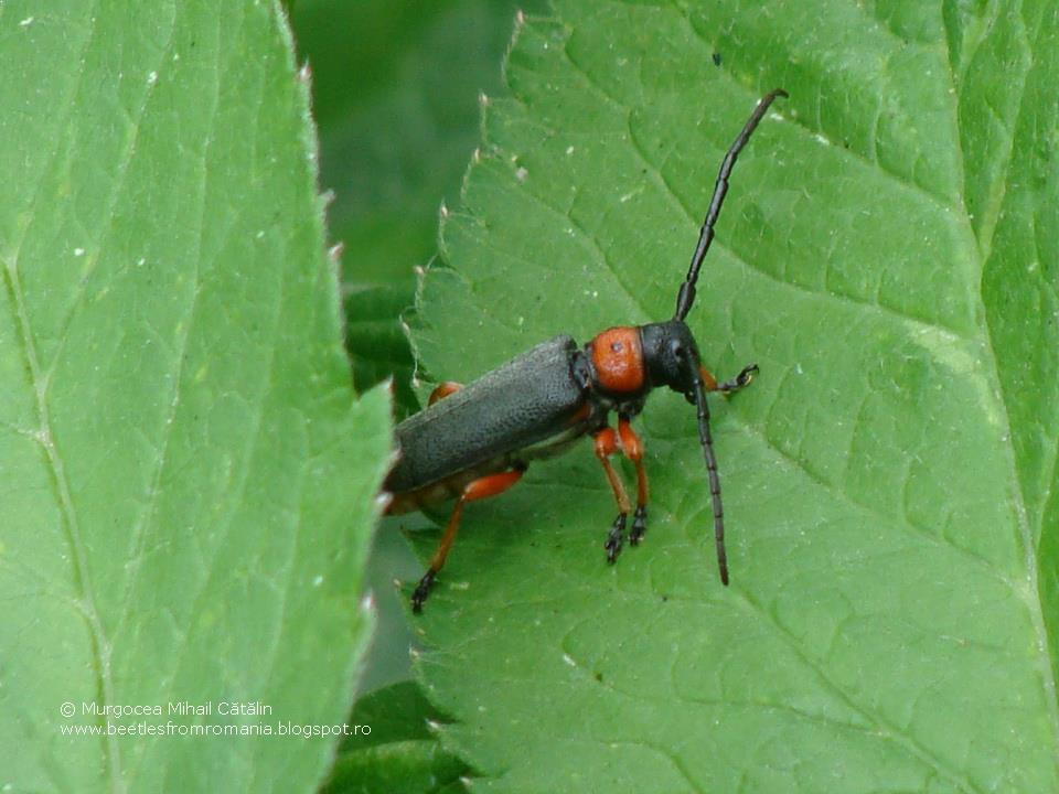 Beetles from Romania: Phytoecia (Musaria) affinis