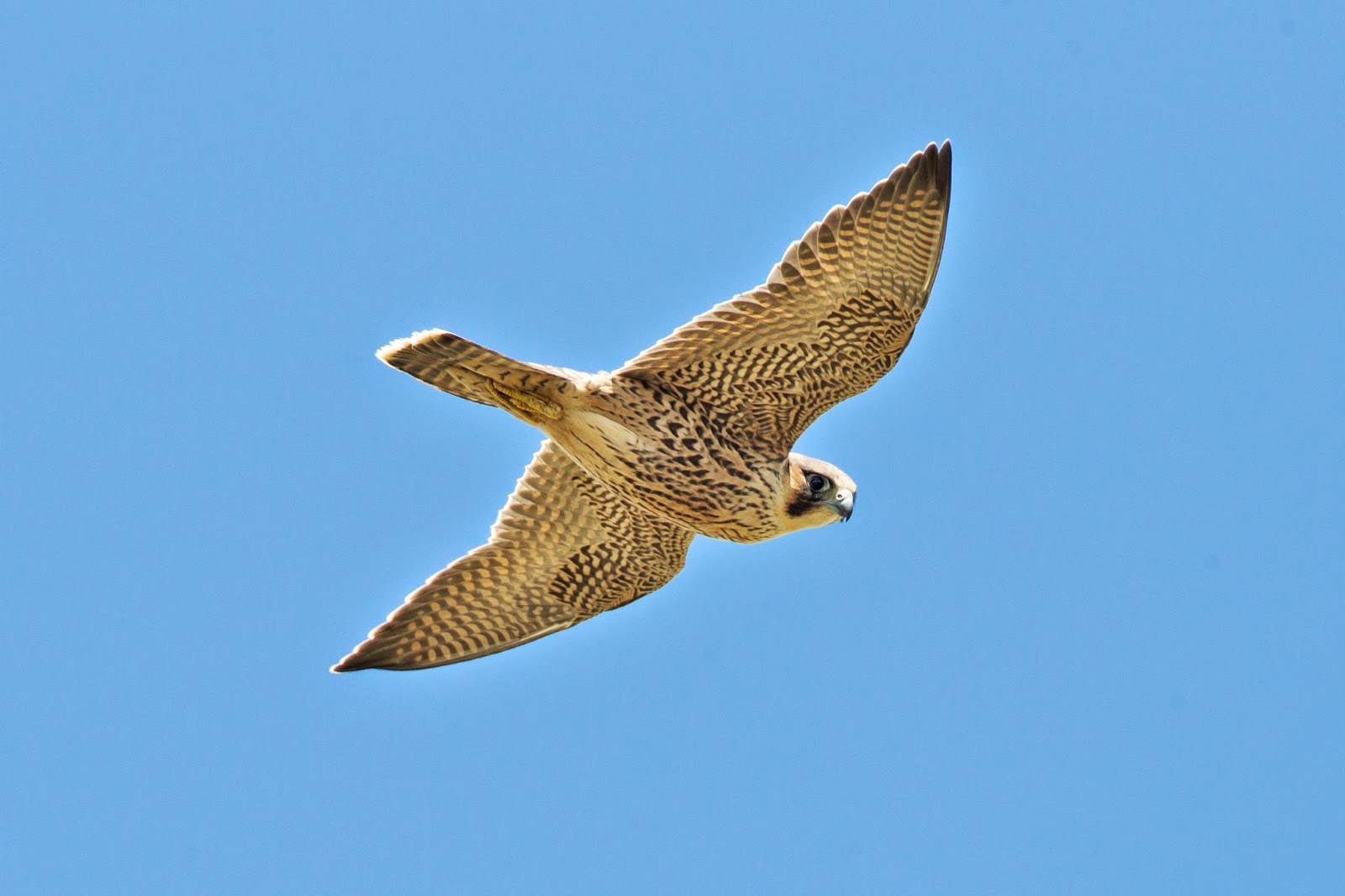 Caza y Captura: Cetrería. Cazando a lomos de un Halcón Peregrino ...