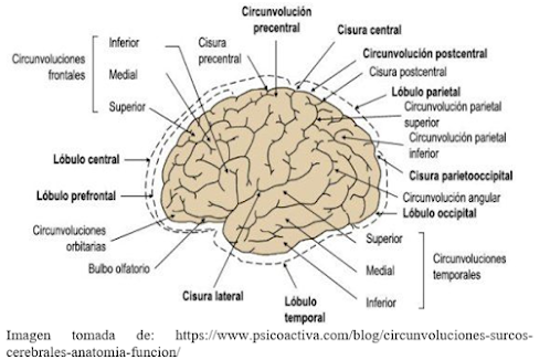 ANATOMÍA HUMANA: NEUROANATOMÍA : Resumen: Telencéfalo