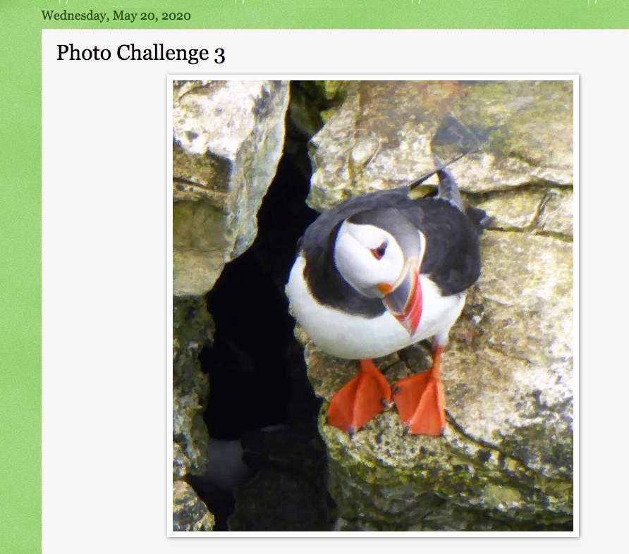Wild and Wonderful: Day 11 #30DaysWild: Puffin Poems posted over at ...