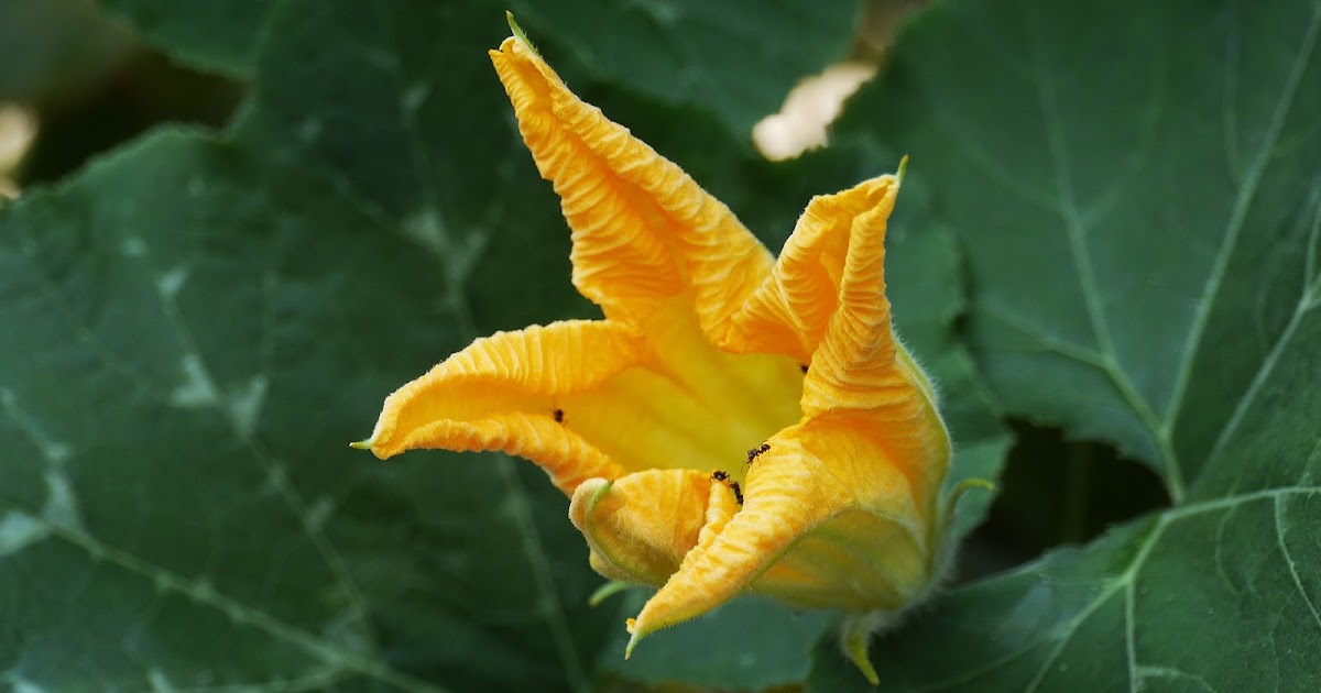 Labu Madu, Si Manis Tembus Pasar Ekspor Taiwan