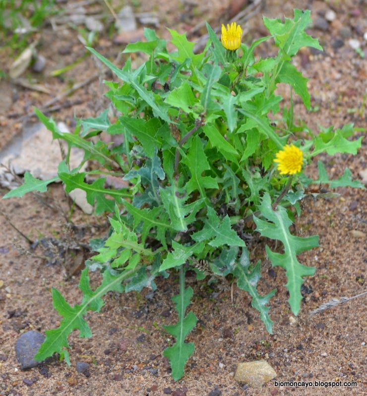 BIOMONCAYO: Sonchus sp.