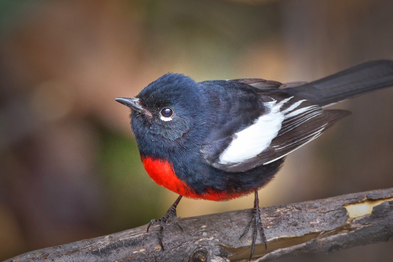 Feather Tailed Stories: Painted Redstart